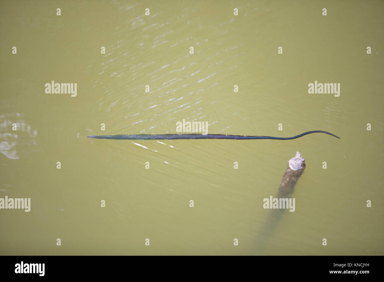 barnacle ,shipwarms swimming in salt water Stock Photo - Alamy