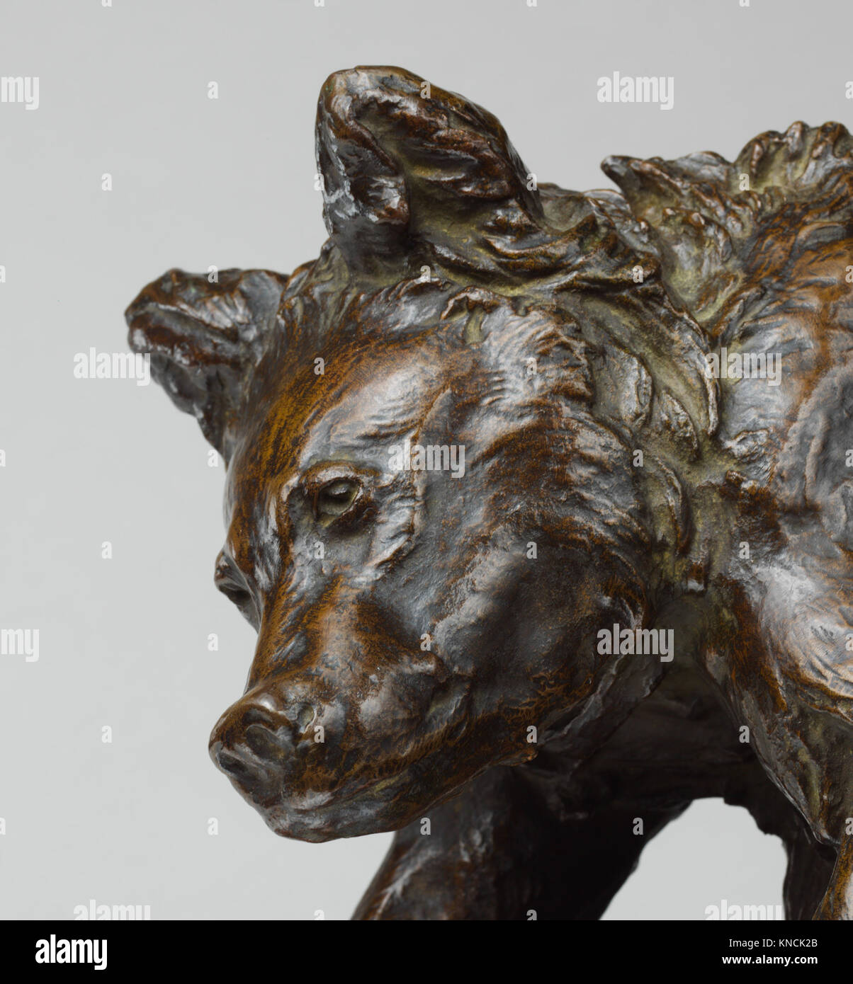 A bear cub grooming in naturalistic art, illustrating wildlife behavior ...