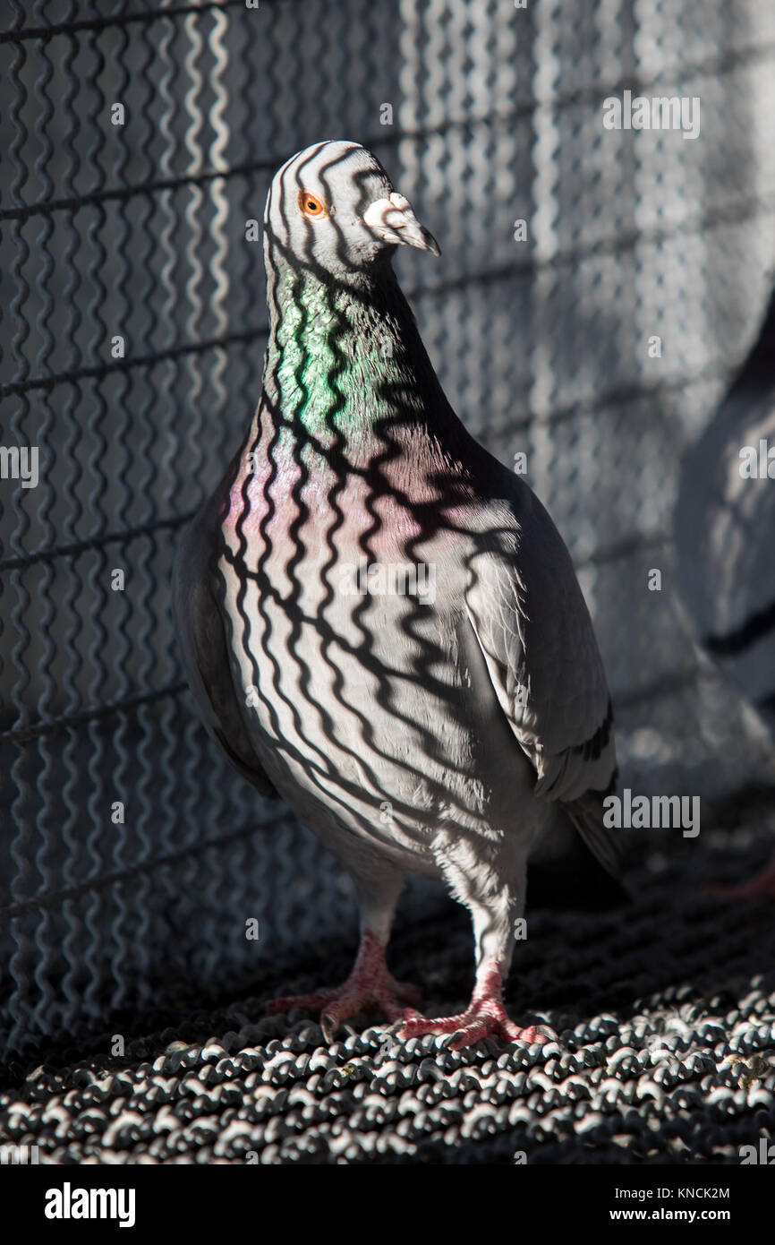 homing pigeon in metal net cage Stock Photo - Alamy