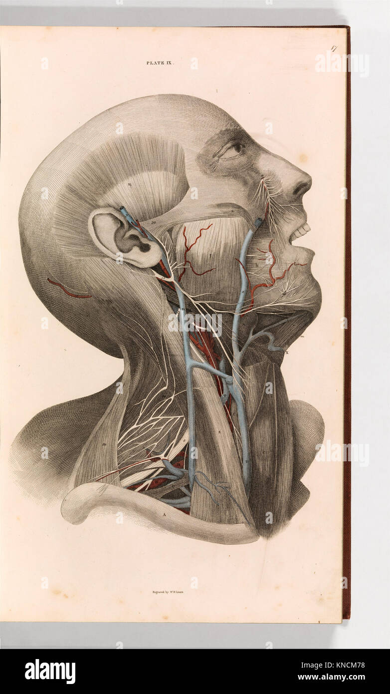 Anatomical plates hi-res stock photography and images - Alamy