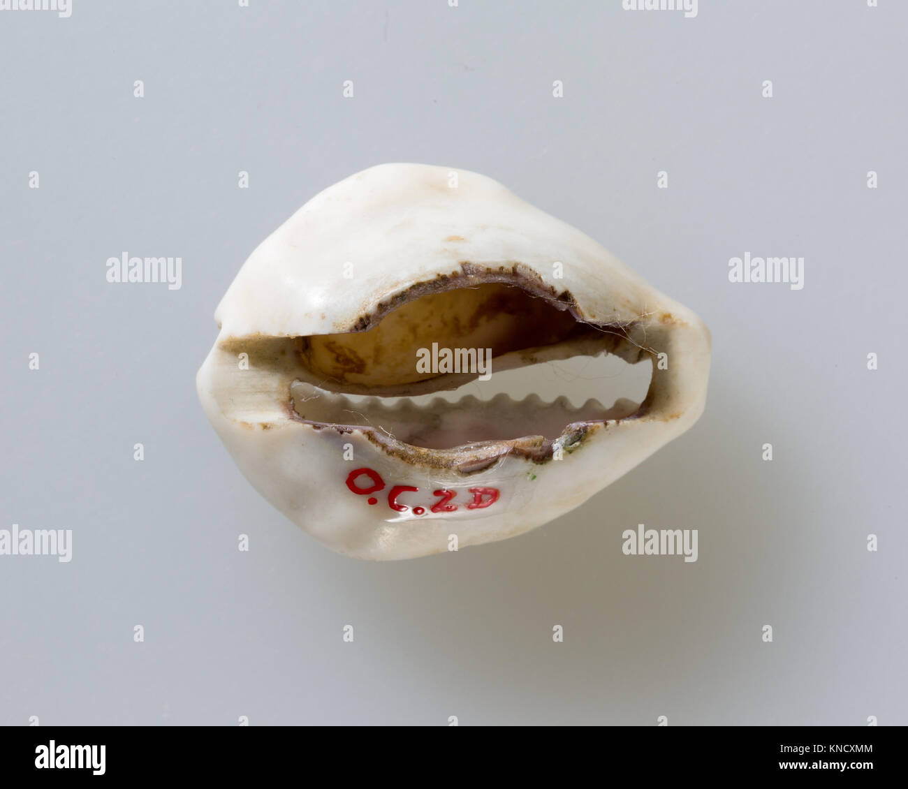 This cowrie shell is a natural object often used in ancient times as ...