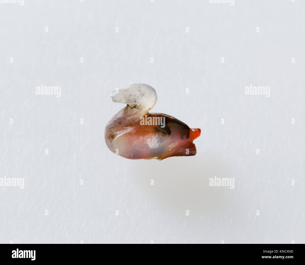 This ancient duck amulet, crafted from a durable material, was likely ...