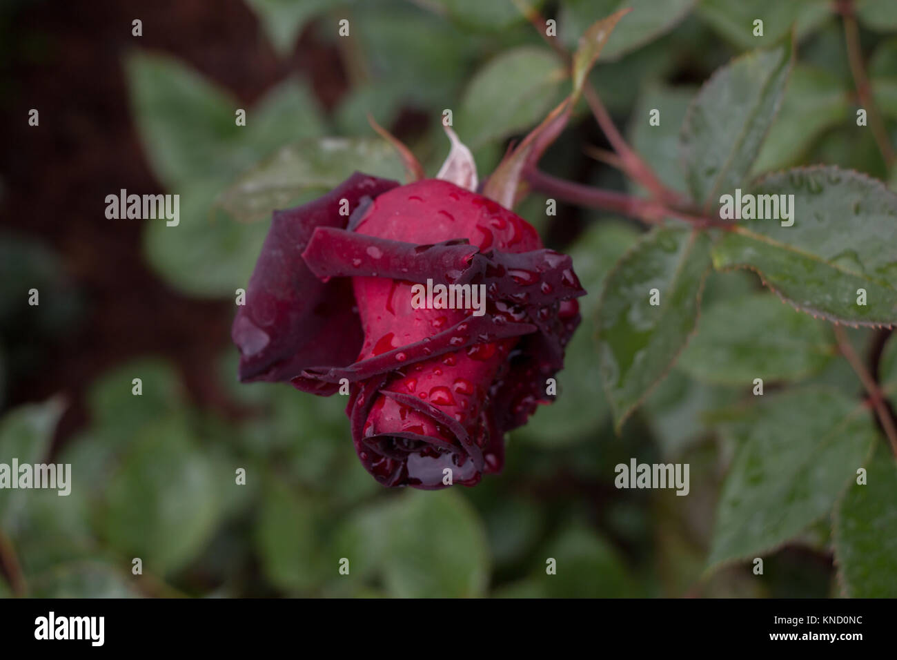 Beautiful colorful Rose with water drops on it Stock Photo - Alamy