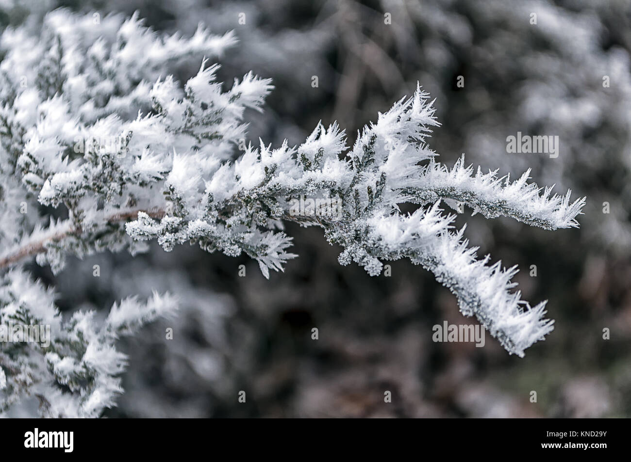 Frost on fir tree branches. Winter scene Stock Photo - Alamy