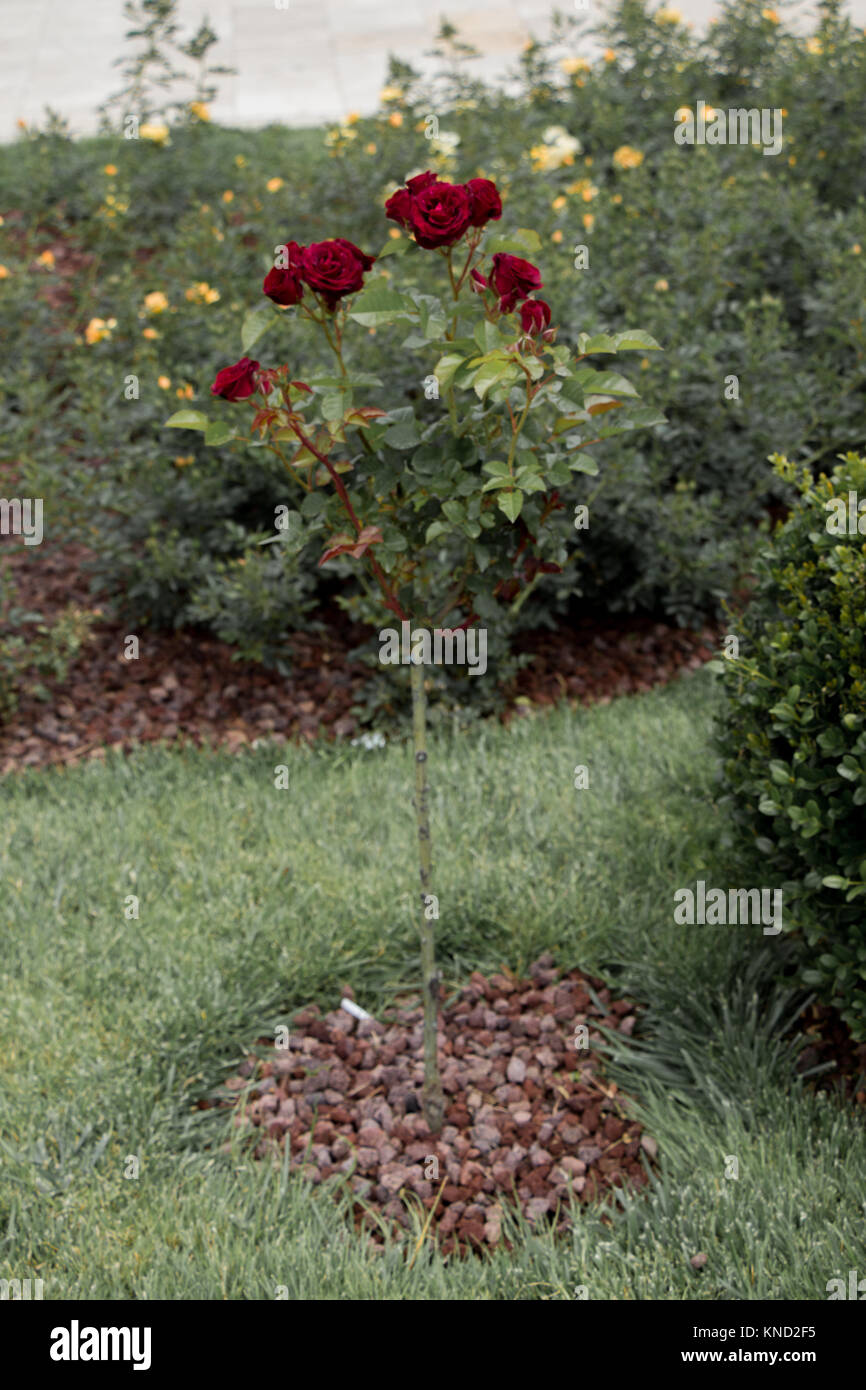 Rose tree with pink roses in a rose garden Stock Photo - Alamy