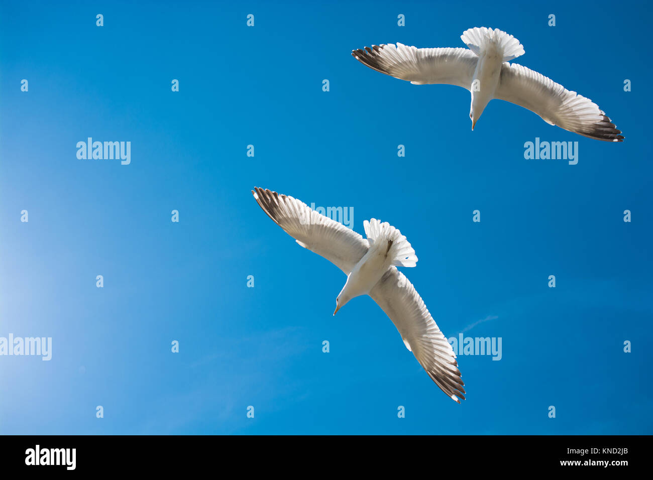 Two seagulls flying in a sky as a background Stock Photo - Alamy