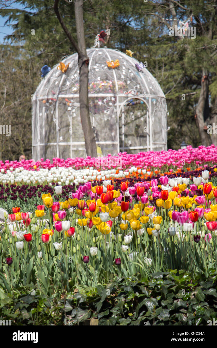 Various color tulip flowers bloom in spring the garden Stock Photo - Alamy