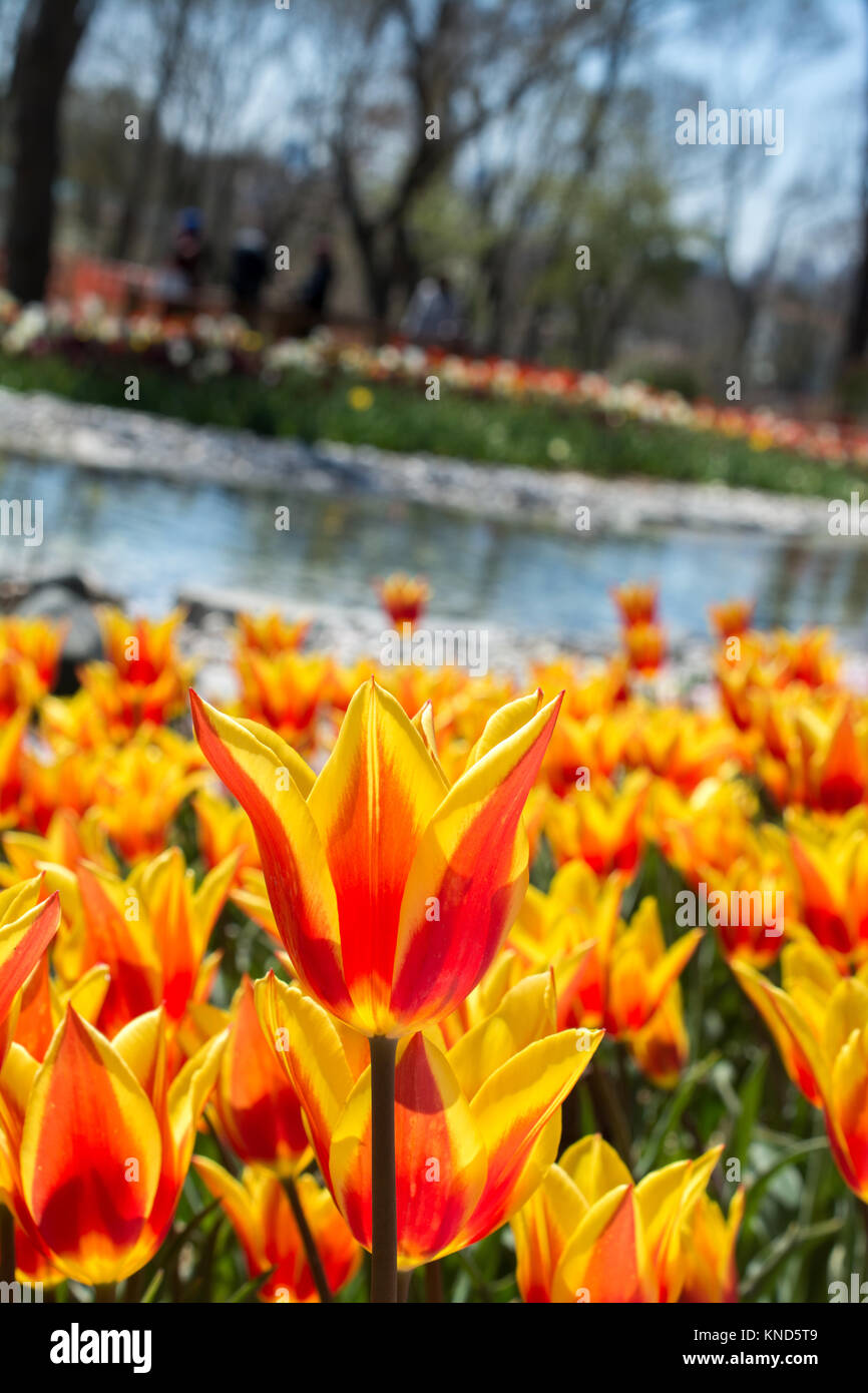 Orange color Tulips Bloom in Spring in garden Stock Photo - Alamy