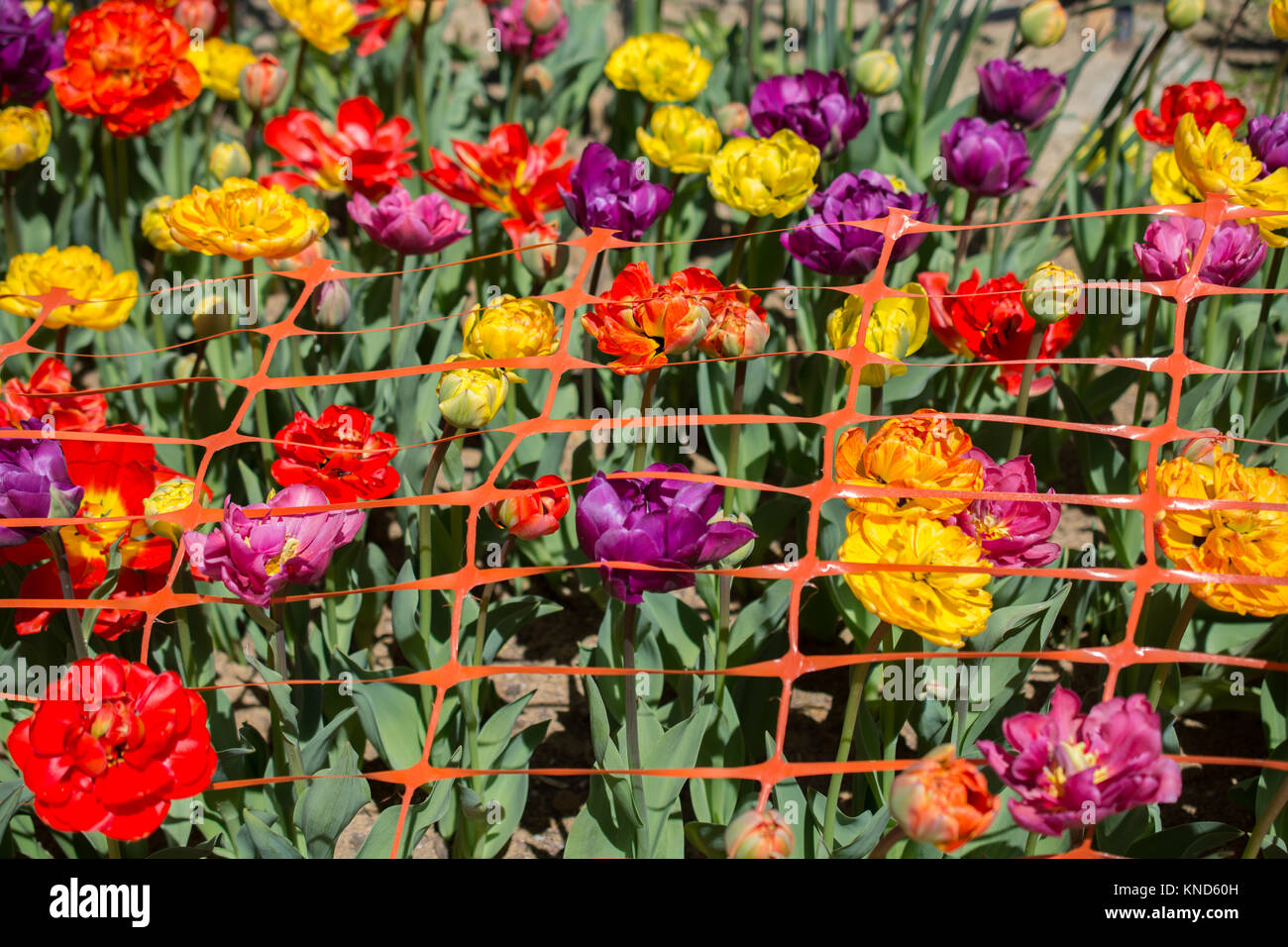 Various color tulip flowers bloom in spring the garden Stock Photo - Alamy