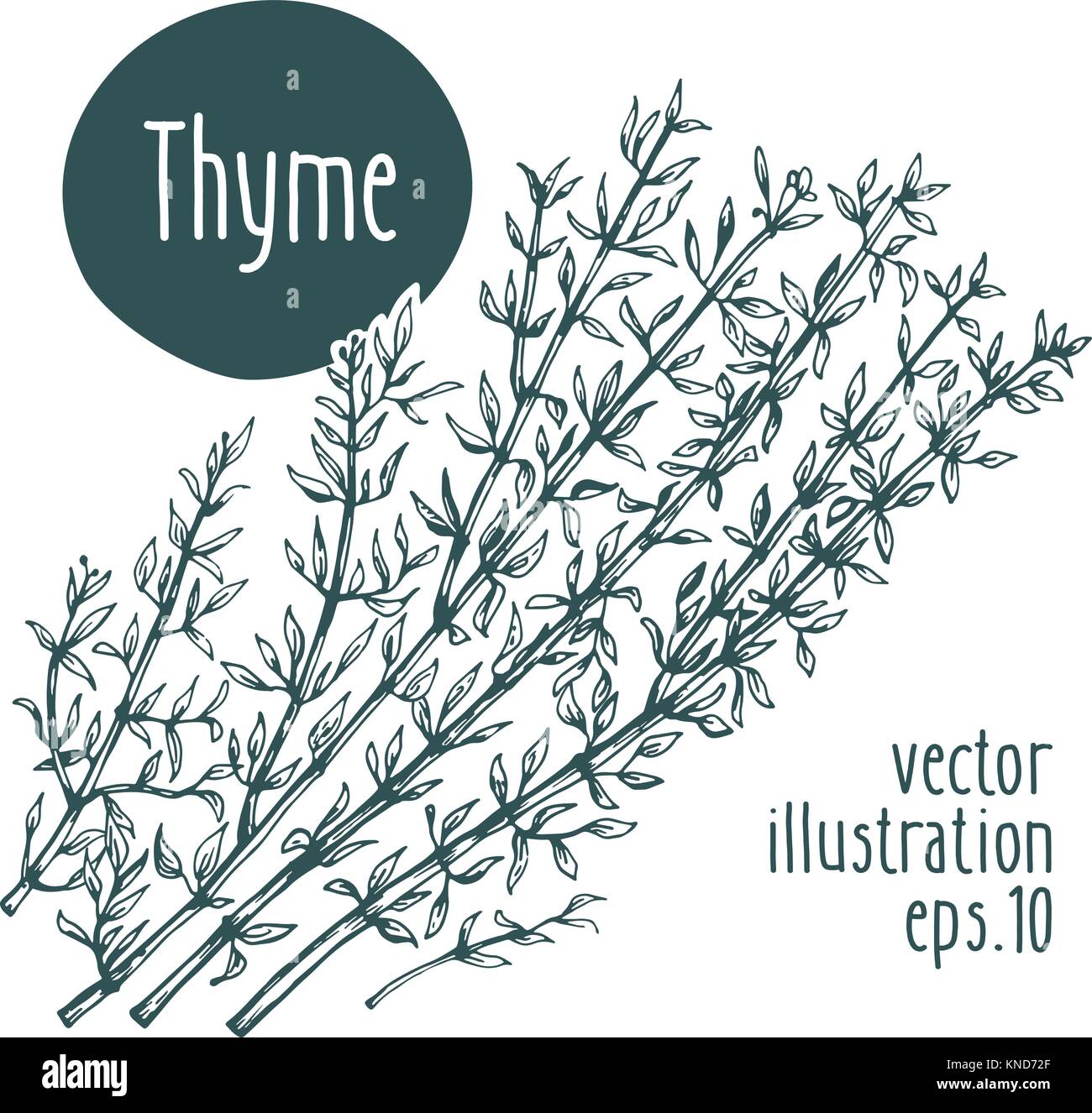 Thyme branch. Vector illustration for design menu, packaging and ...