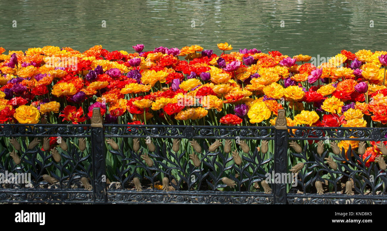 Various color tulip flowers bloom in spring the garden Stock Photo - Alamy