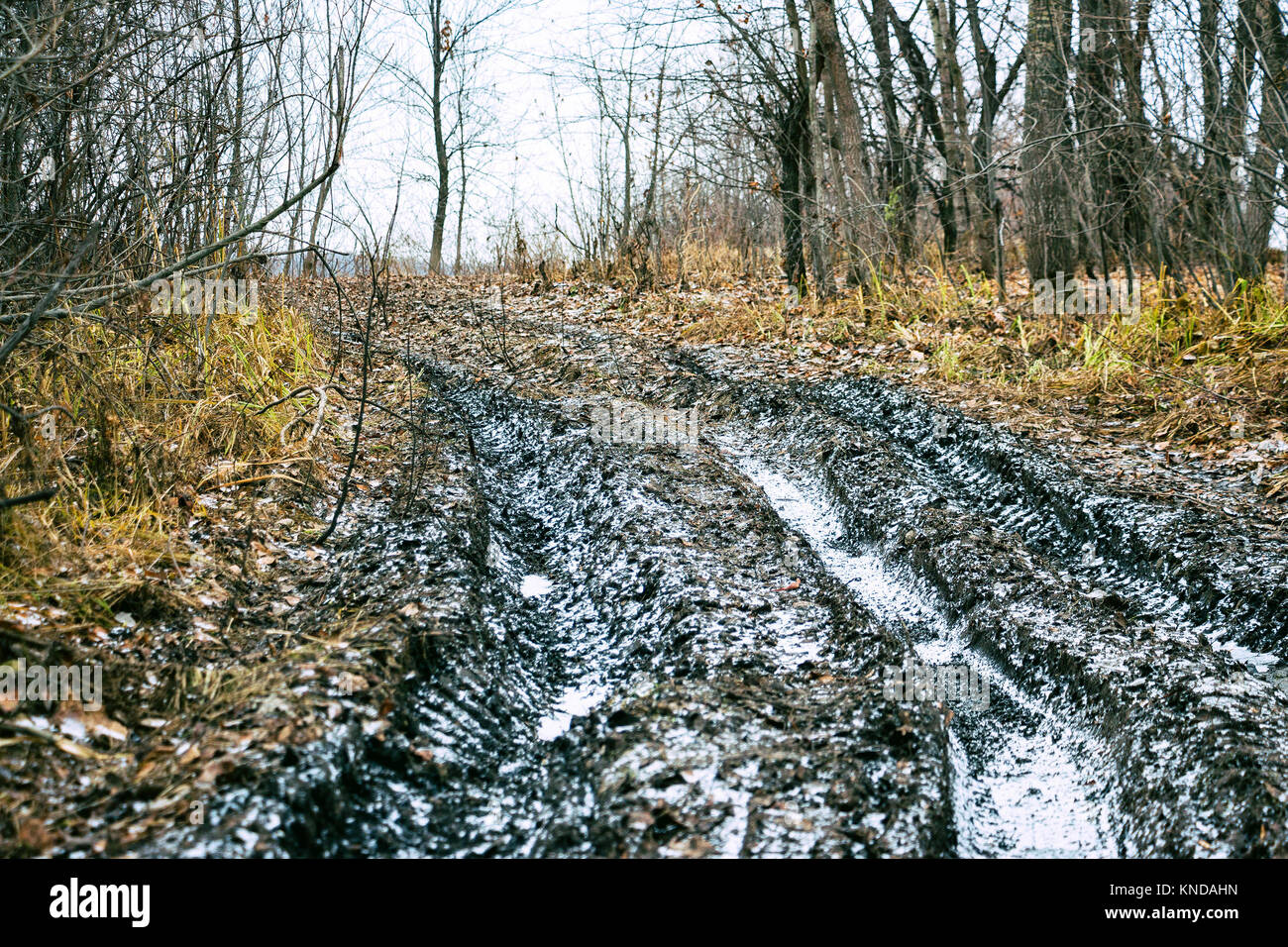 Off-road track in autumn forest Stock Photo - Alamy