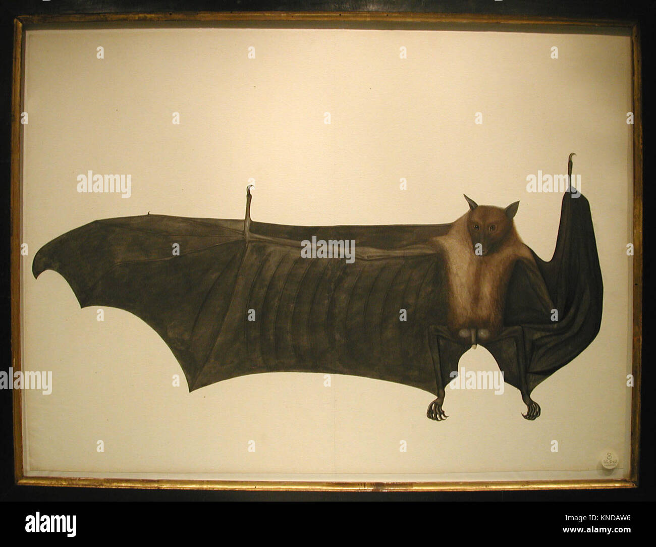 A preserved specimen of the Great Indian Fruit Bat, showcased in the ...