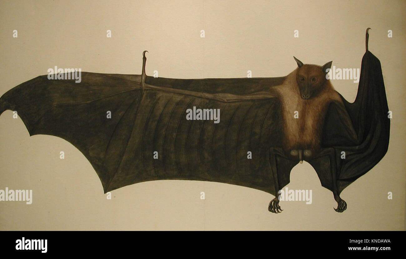Great indian fruit bat hi-res stock photography and images - Alamy