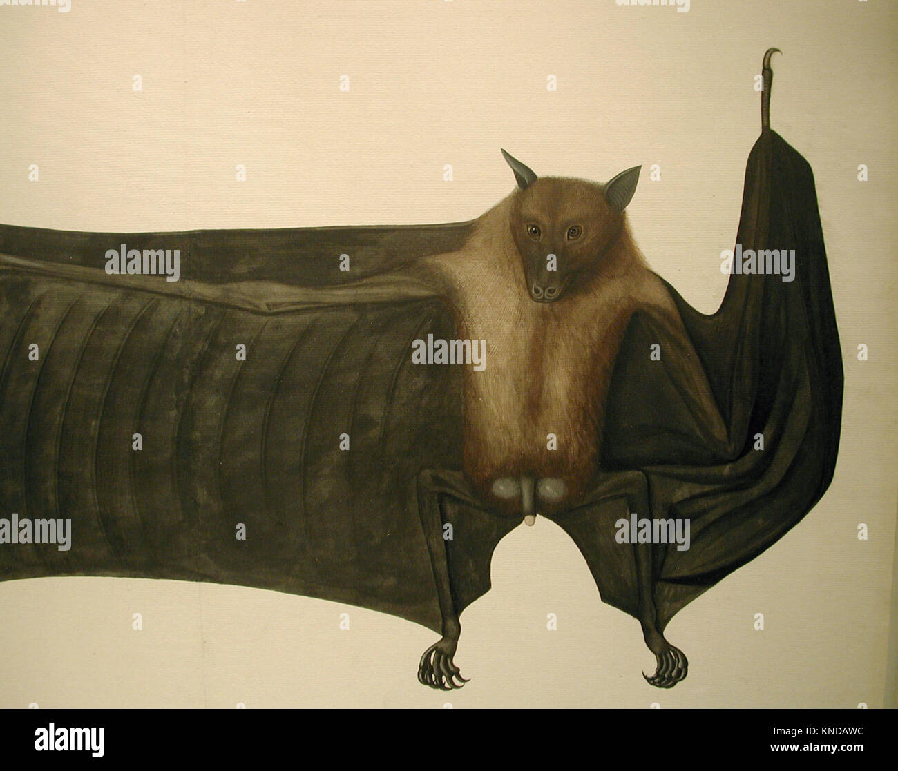 Great indian fruit bat hi-res stock photography and images - Alamy