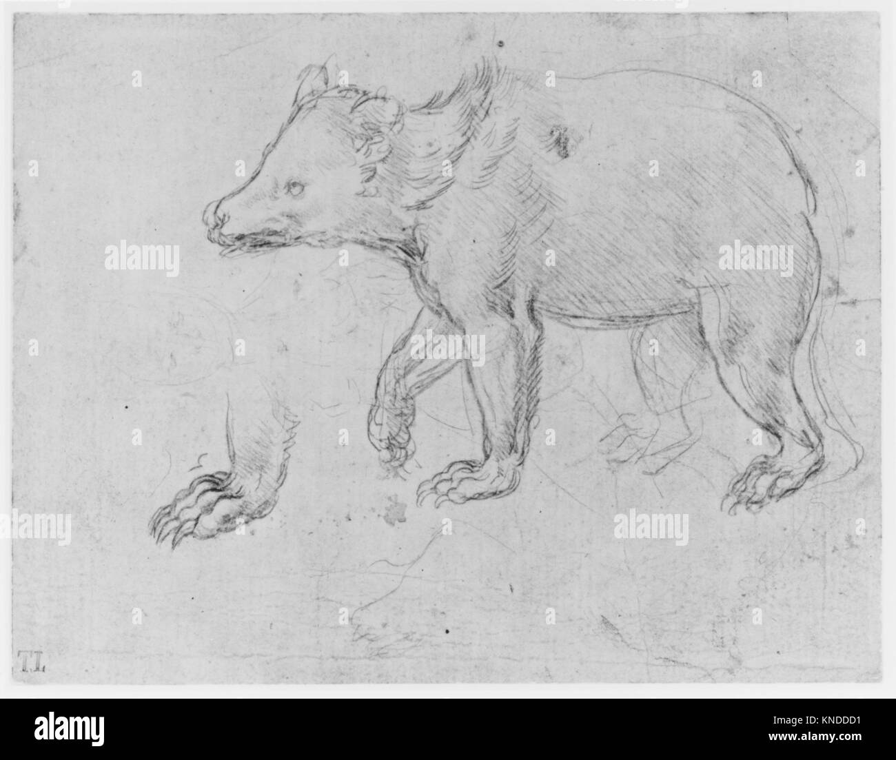 This artwork depicts a bear walking in its natural environment. The ...