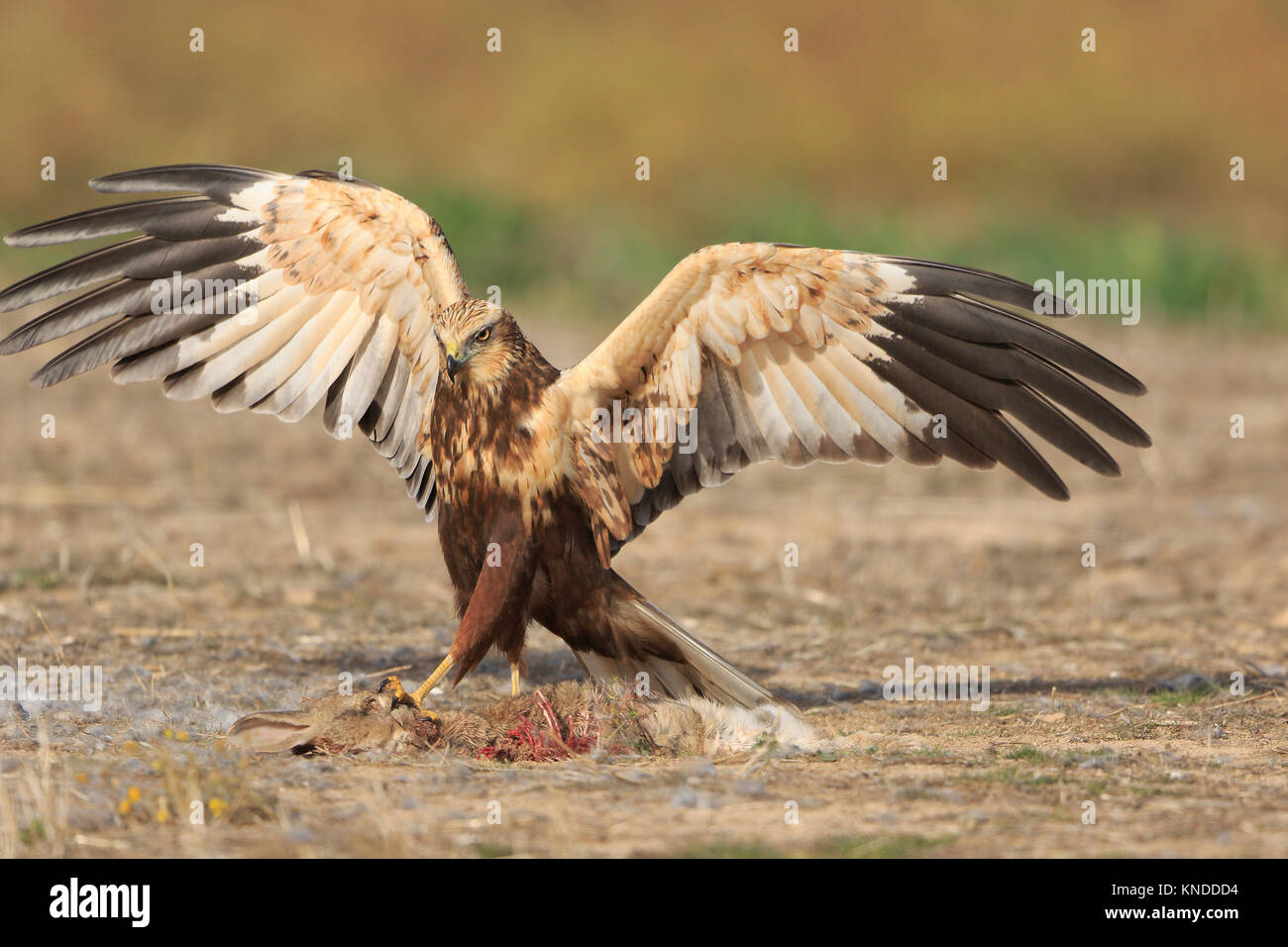 Immature Male Marsh Harrier on a rabbit in Spain Stock Photo - Alamy