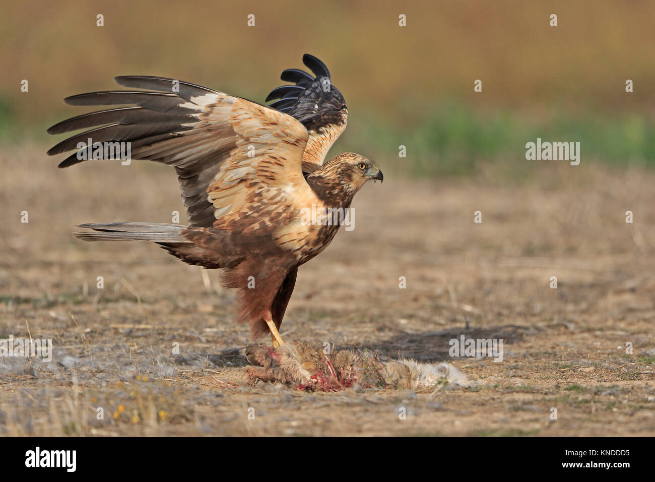 Immature Male Marsh Harrier on a rabbit in Spain Stock Photo - Alamy