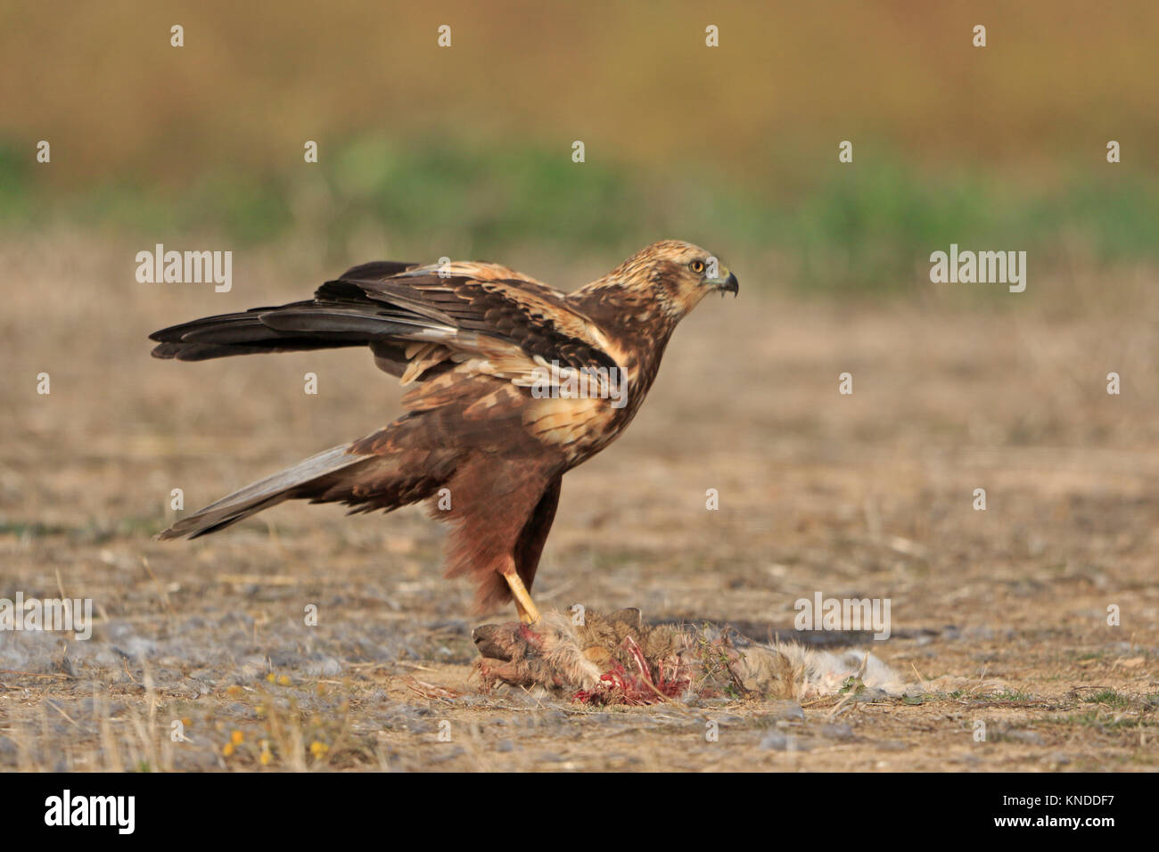 Immature Male Marsh Harrier on a rabbit in Spain Stock Photo - Alamy