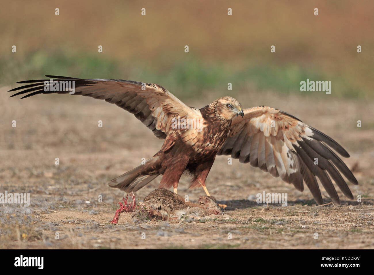 Immature Male Marsh Harrier on a rabbit in Spain Stock Photo - Alamy