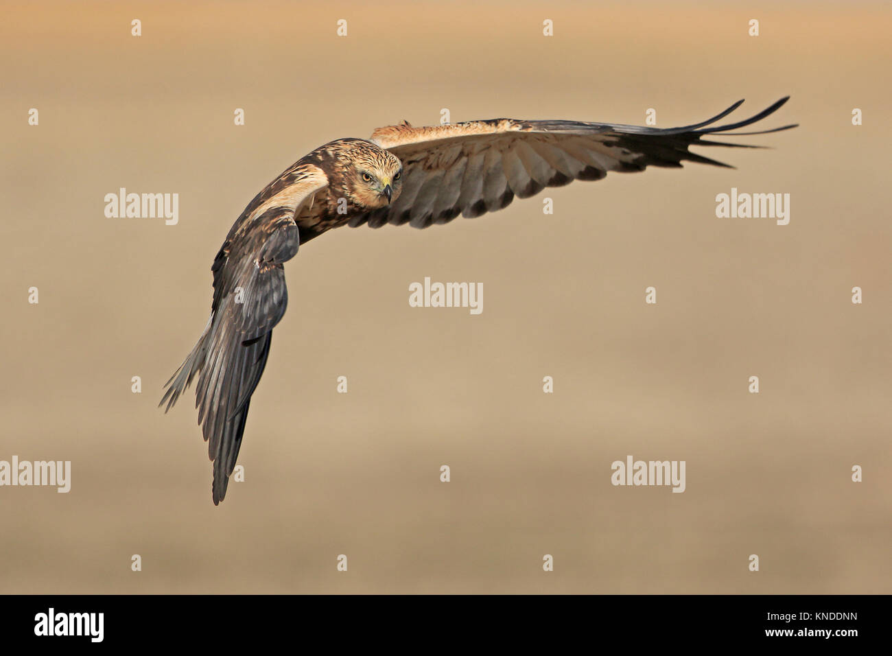 Immature Male Marsh Harrier on a rabbit in Spain Stock Photo - Alamy