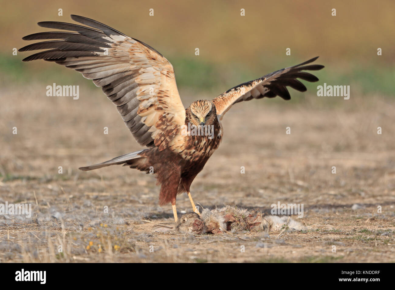 Marsh Harrier Circus Aeruginosus Immature High Resolution Stock ...