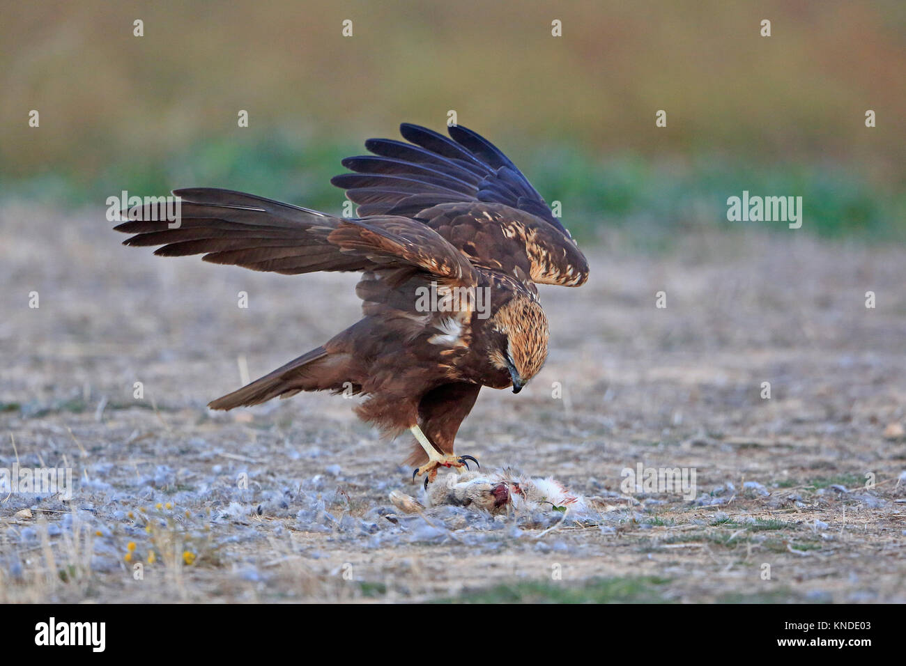 Female marsh harrier hi-res stock photography and images - Alamy