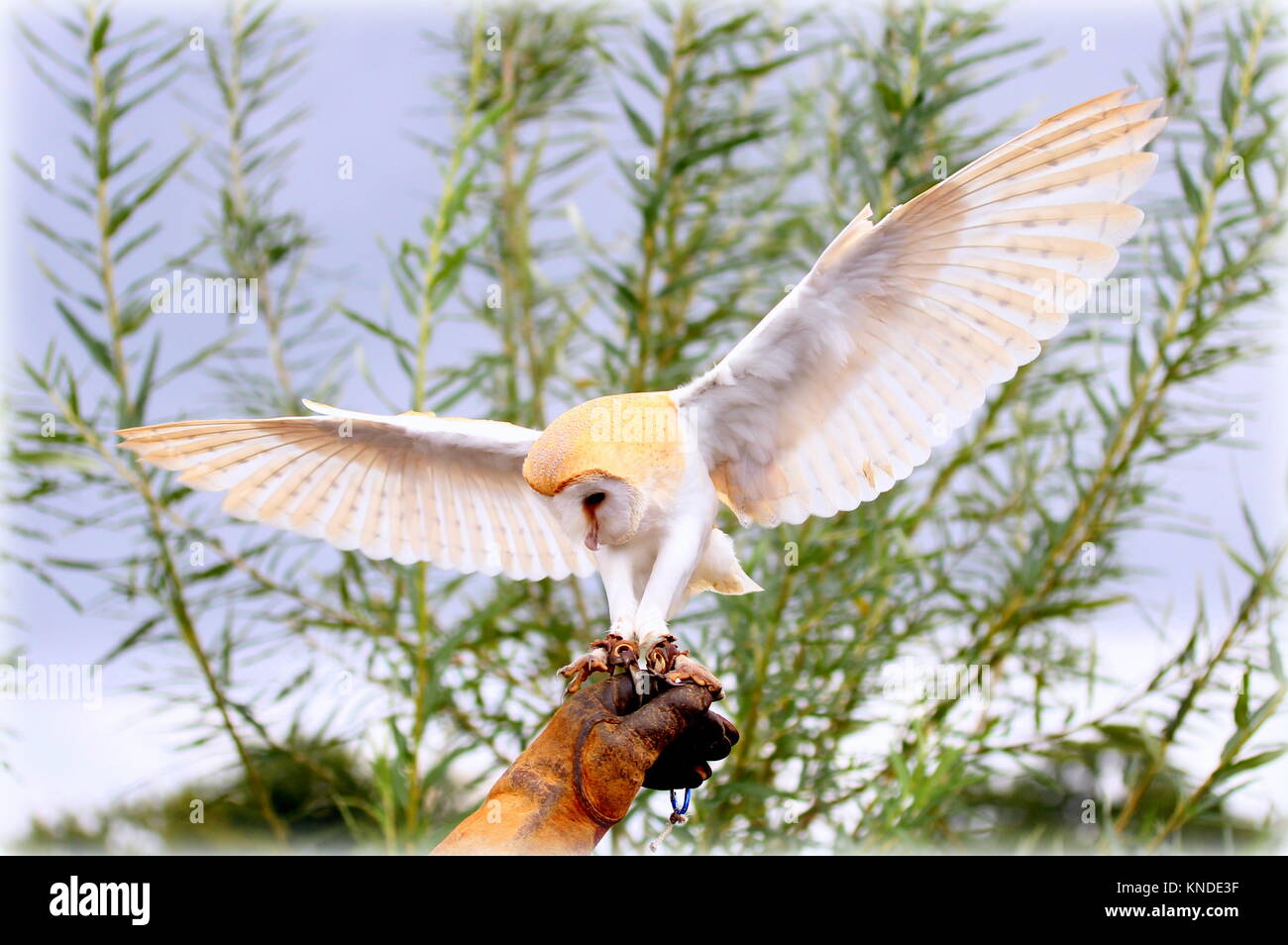 A barn owl in captivity landing on it's handler's hand Stock Photo - Alamy