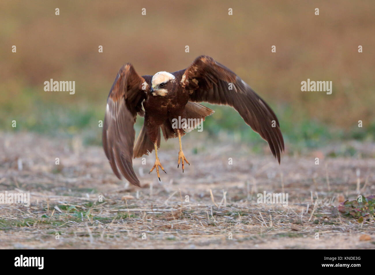 Female Marsh Harrier taking off in Spain Stock Photo - Alamy