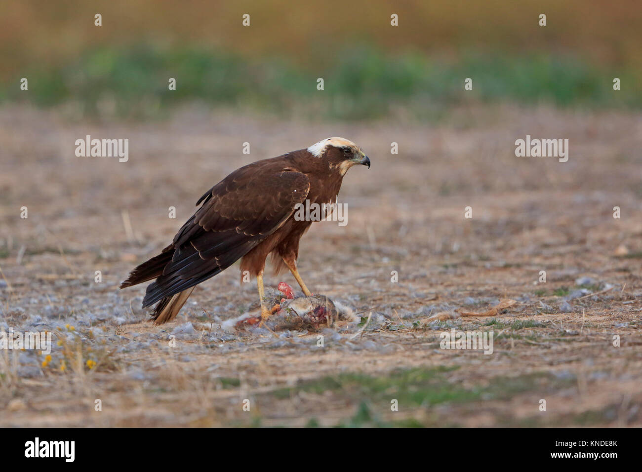 Female Marsh Harrier on the ground in Spain Stock Photo - Alamy