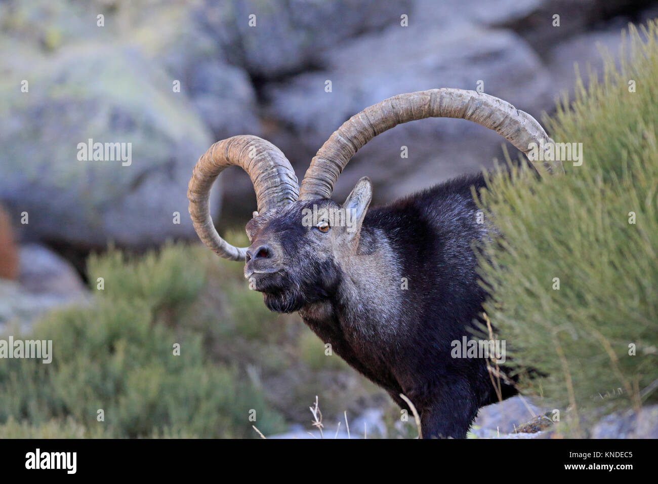 Male Spanish Ibex in the Gredops Mountains Spain Stock Photo - Alamy