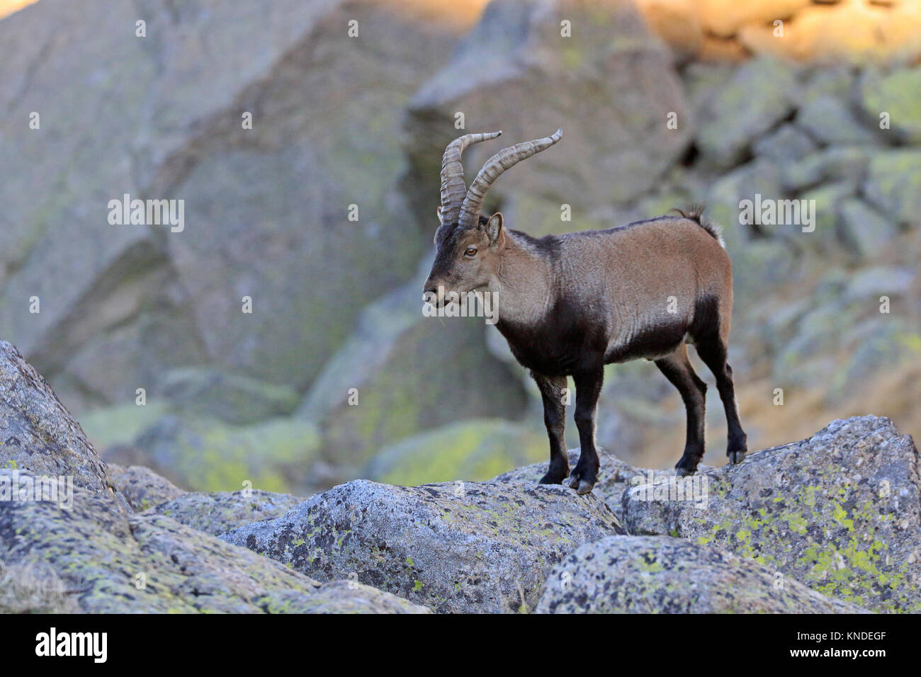Male Spanish Ibex in the Gredops Mountains Spain Stock Photo - Alamy