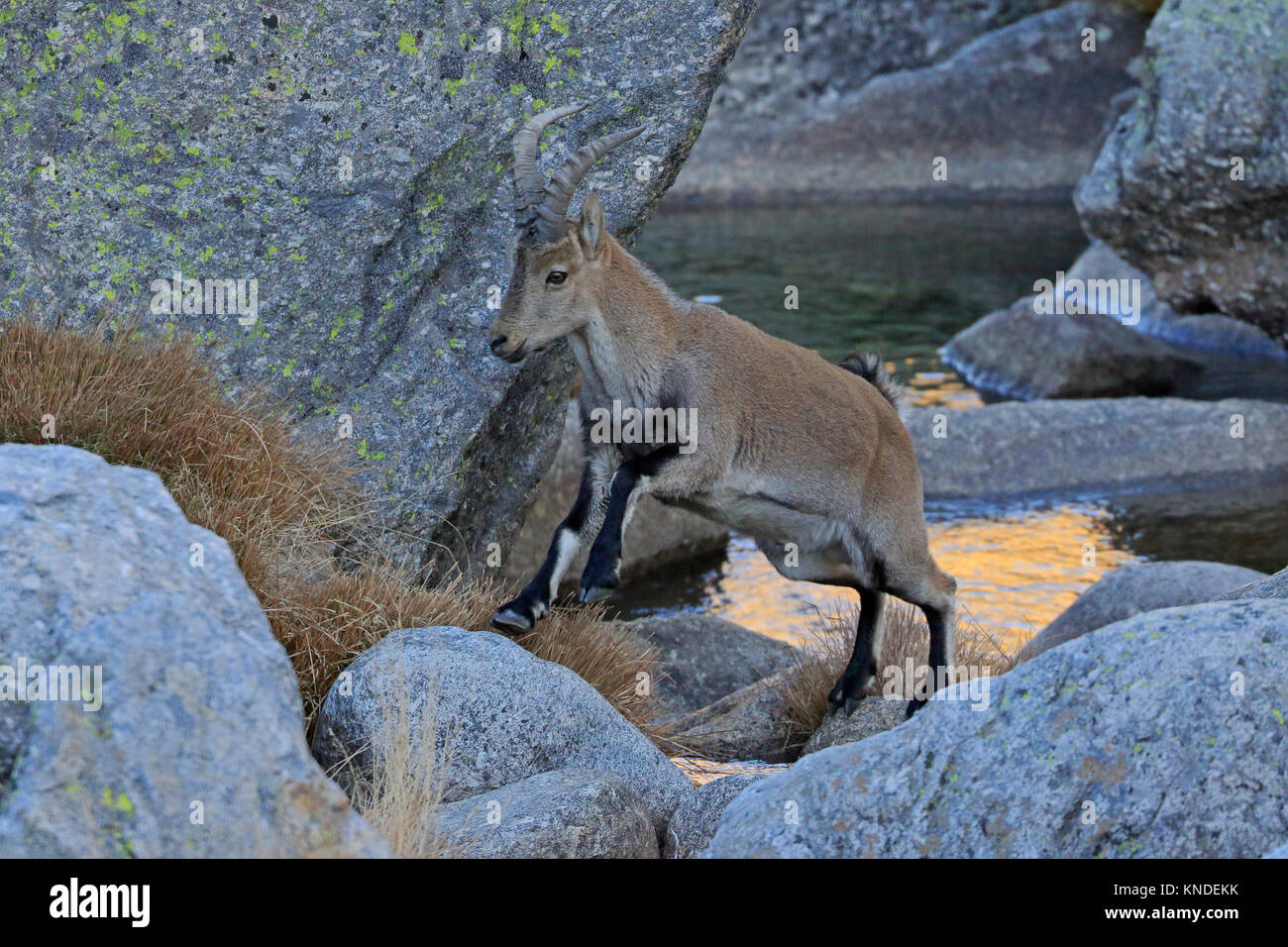 Male Spanish Ibex in the Gredops Mountains Spain Stock Photo - Alamy