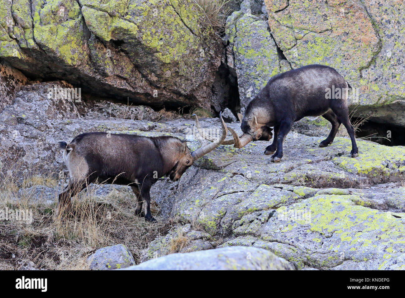 Male Spanish Ibex fighting during the rut in the Gredos Mountains Spain ...