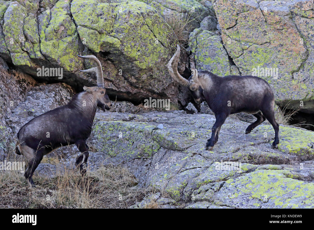Ibex fight hi-res stock photography and images - Alamy