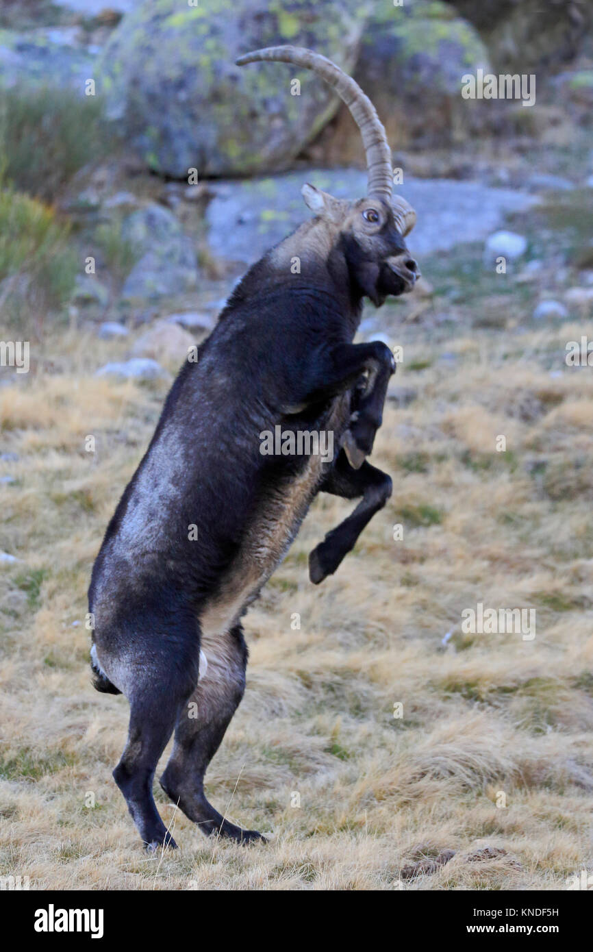 Male Spanish Ibex fighting during the rut in the Gredos Mountains Spain ...