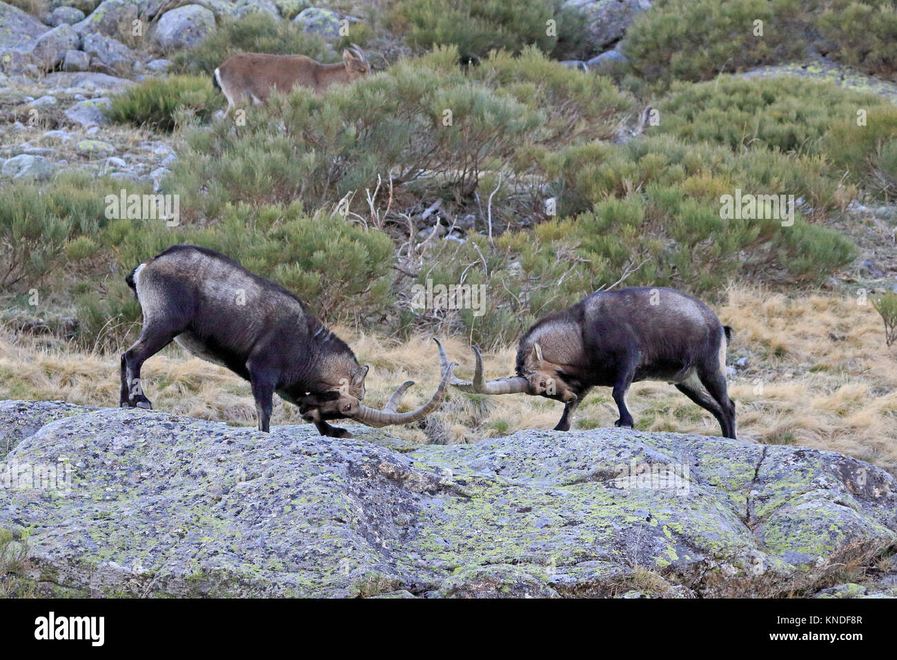 Male Spanish Ibex fighting during the rut in the Gredos Mountains Spain ...
