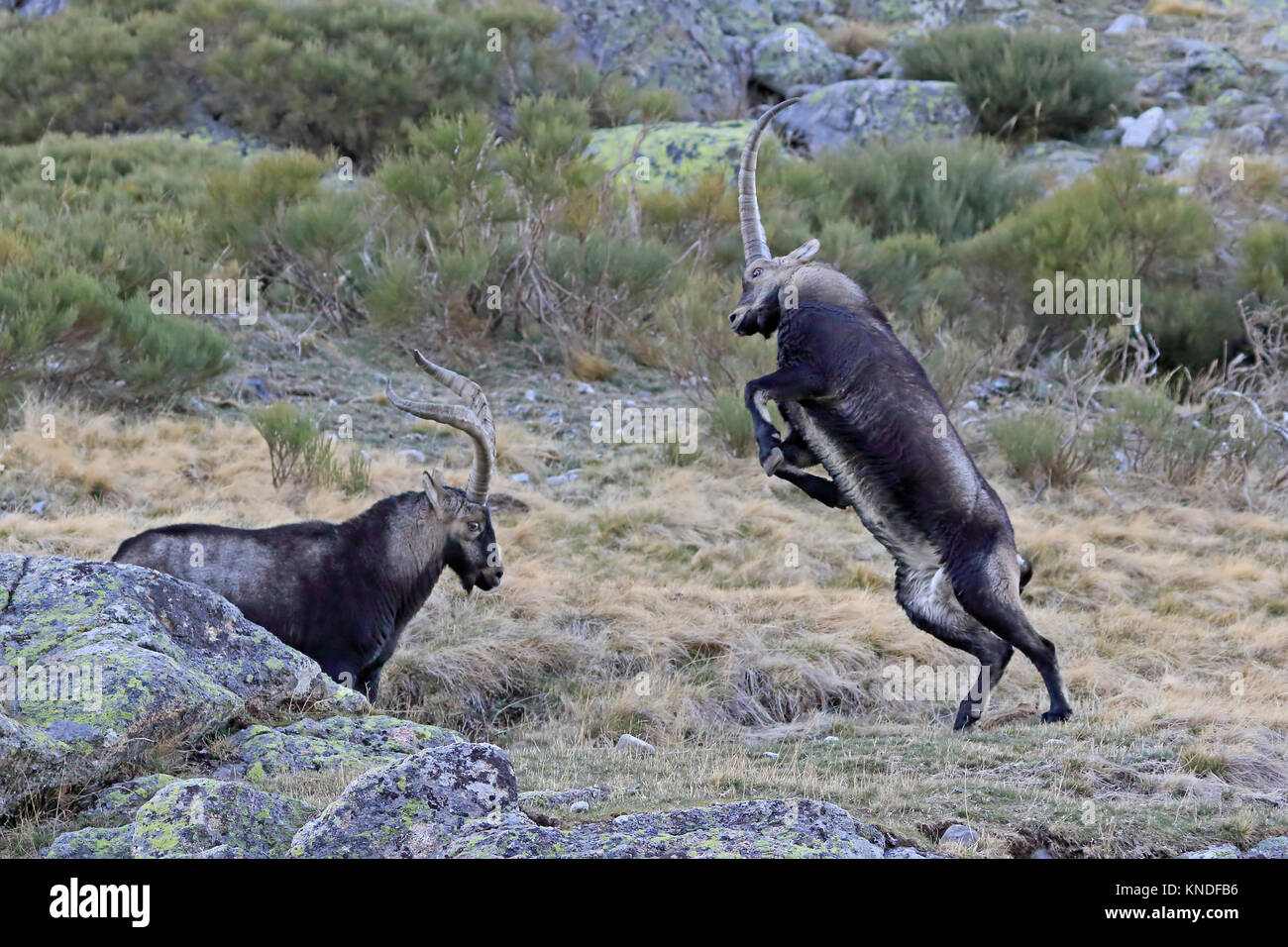 Gredos mountains ibex hi-res stock photography and images - Alamy