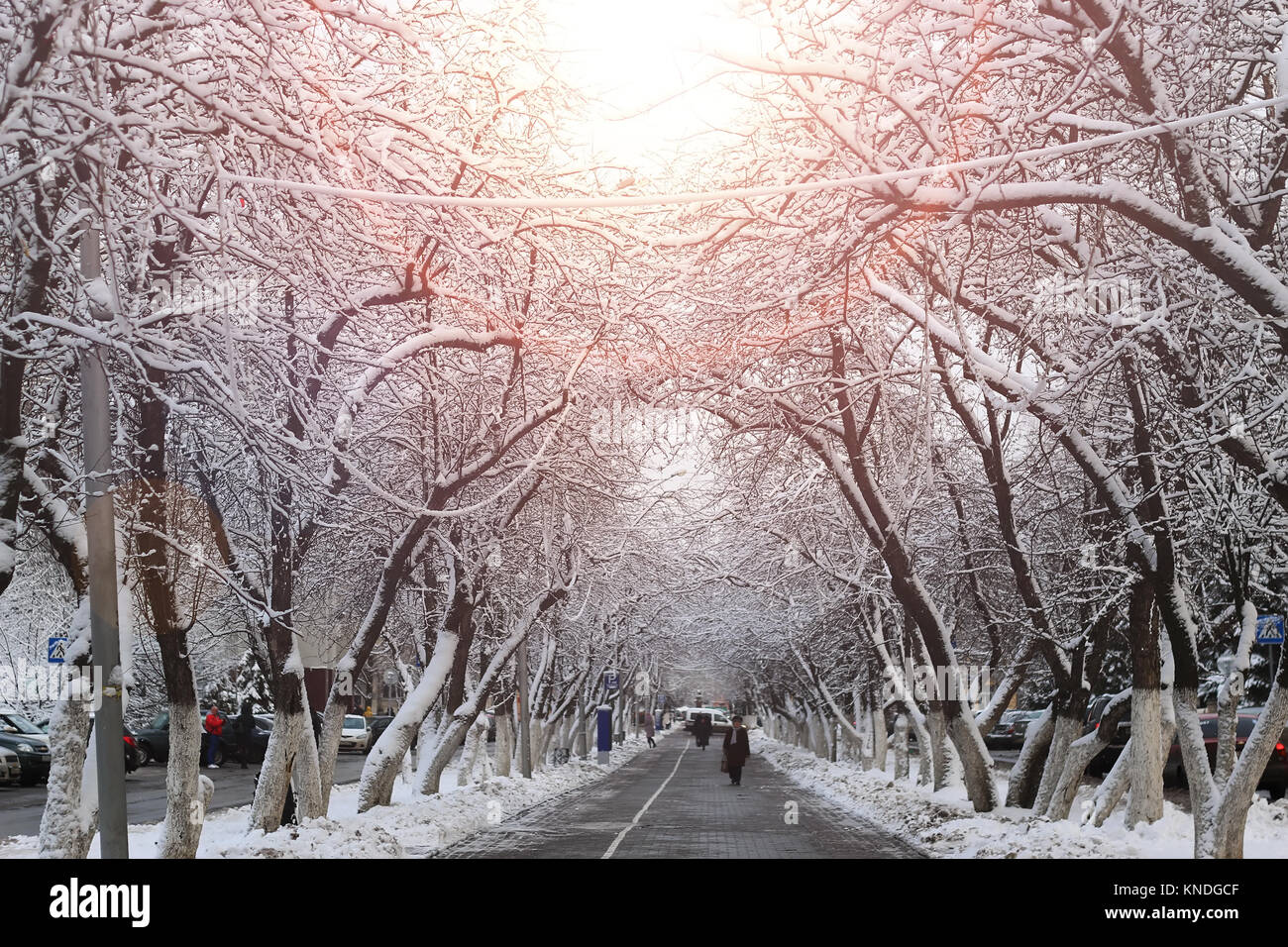 pedestrian way tree winter Stock Photo - Alamy