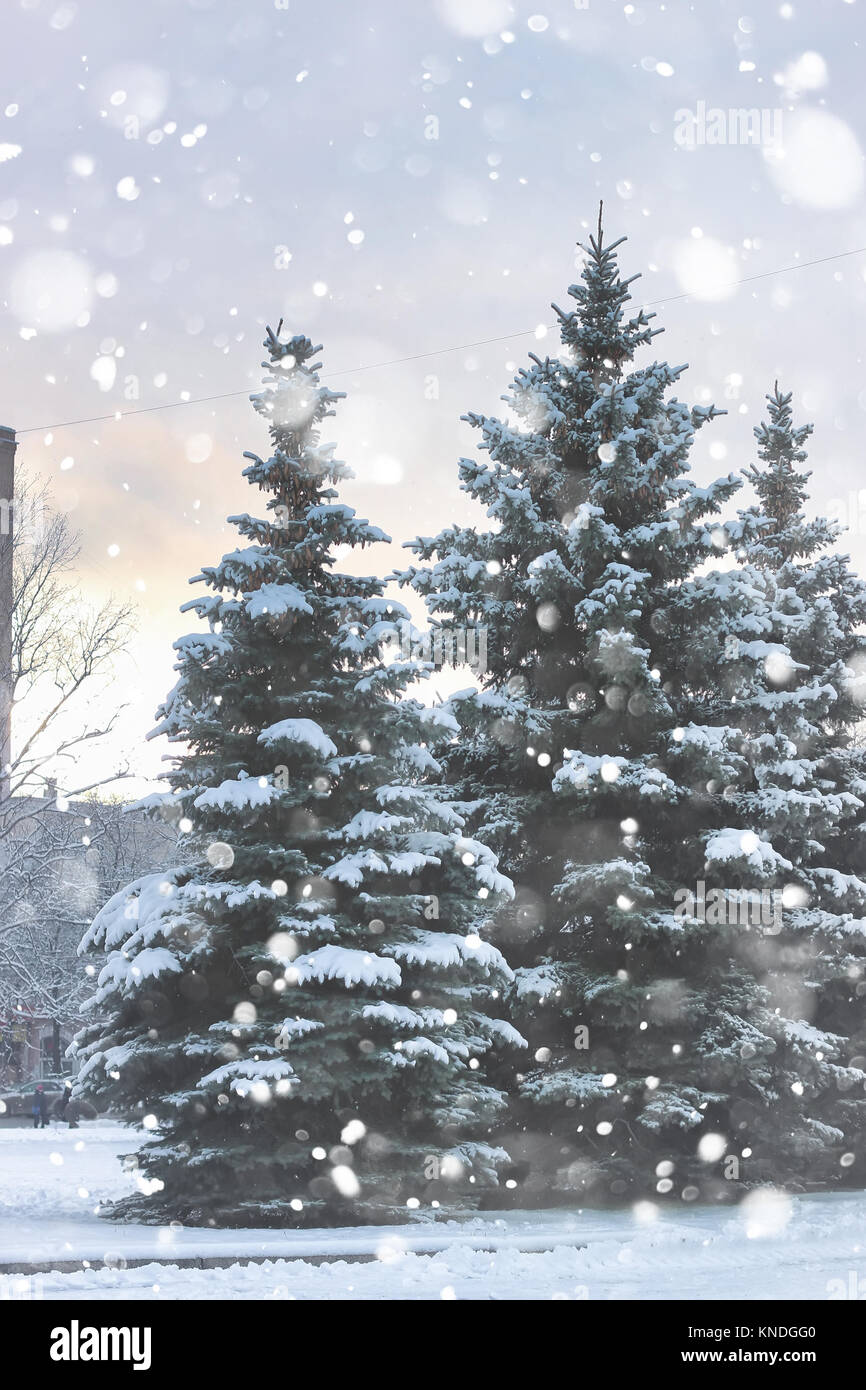 winter fir tree snow Stock Photo - Alamy