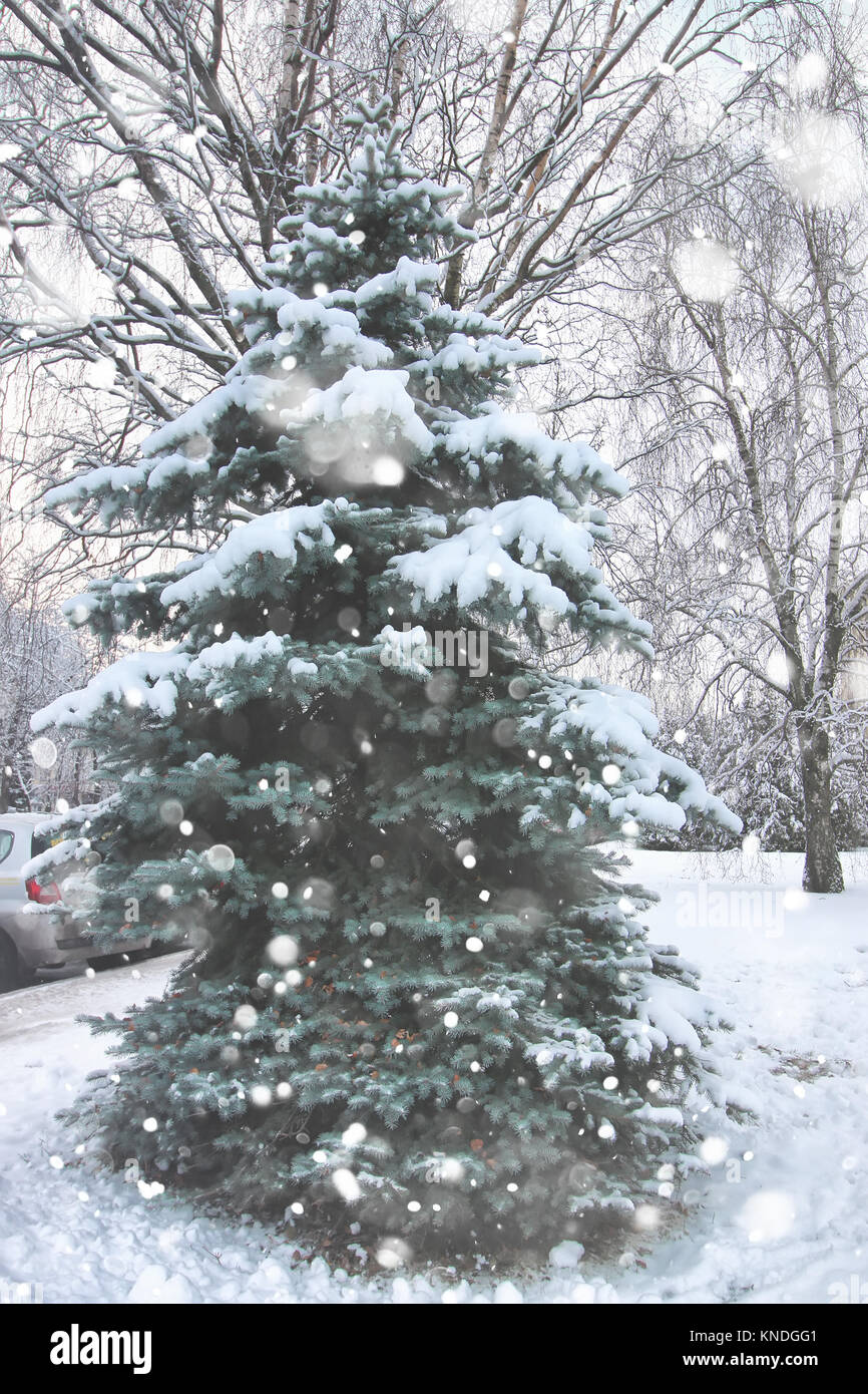 winter fir tree snow Stock Photo - Alamy