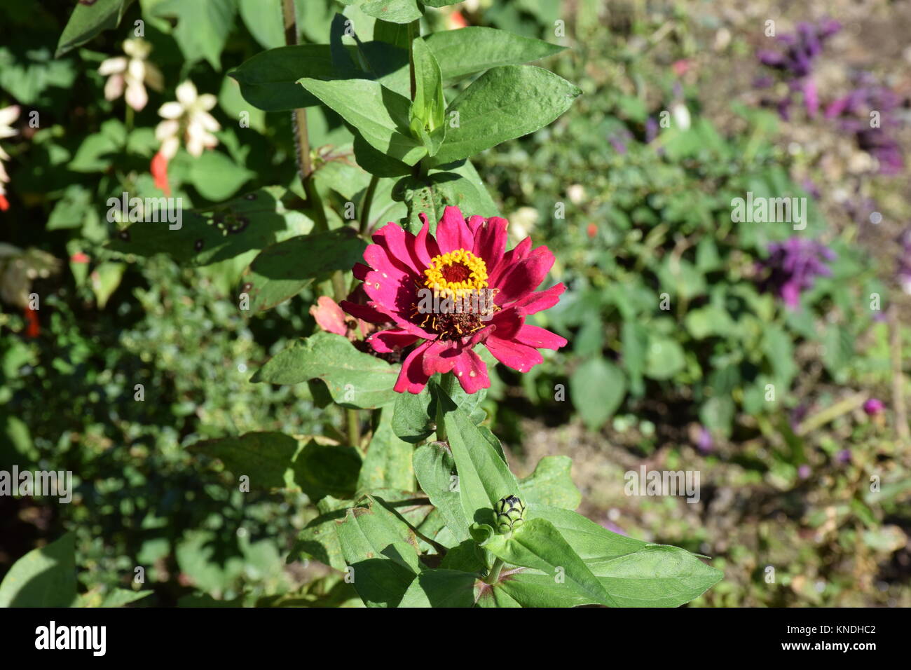 Sikkim flower hi-res stock photography and images - Alamy
