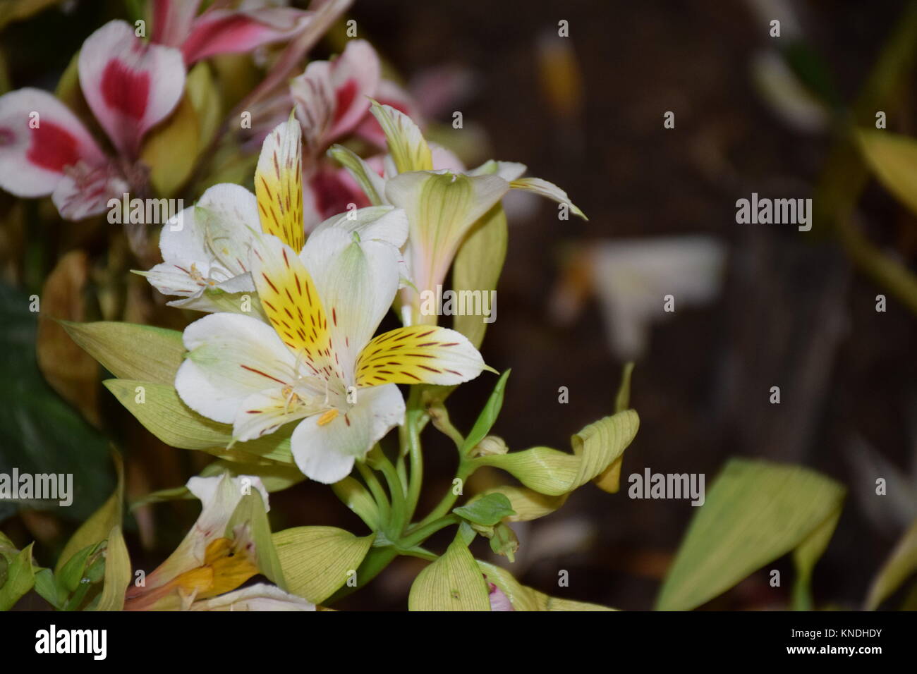 Beautiful flower india sikkim flower hi-res stock photography and ...