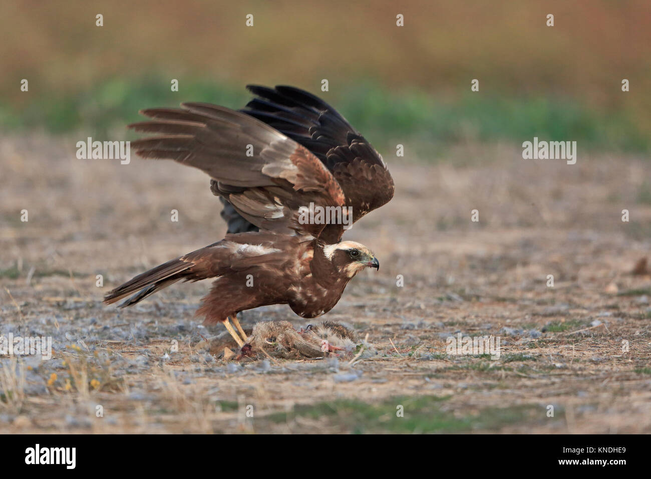Female Marsh Harrier taking off from the ground in Spain Stock Photo ...