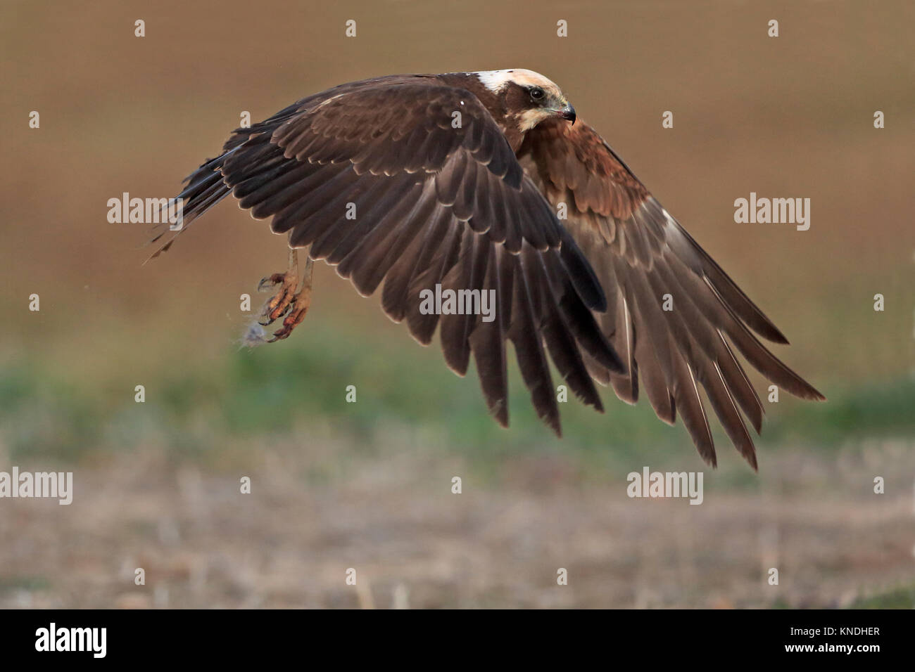 Female marsh harrier hi-res stock photography and images - Alamy