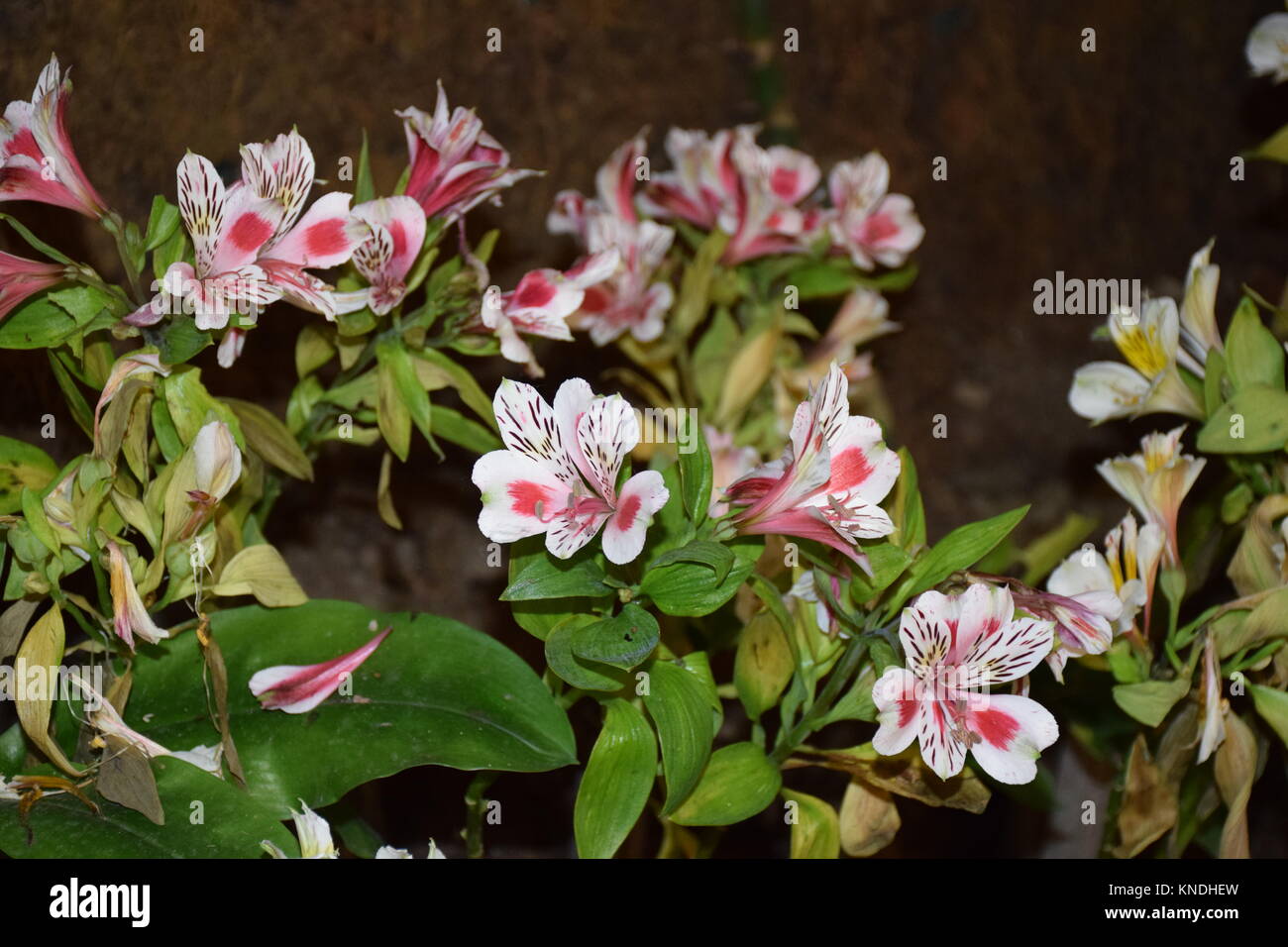 Sikkim orchid india hi-res stock photography and images - Alamy