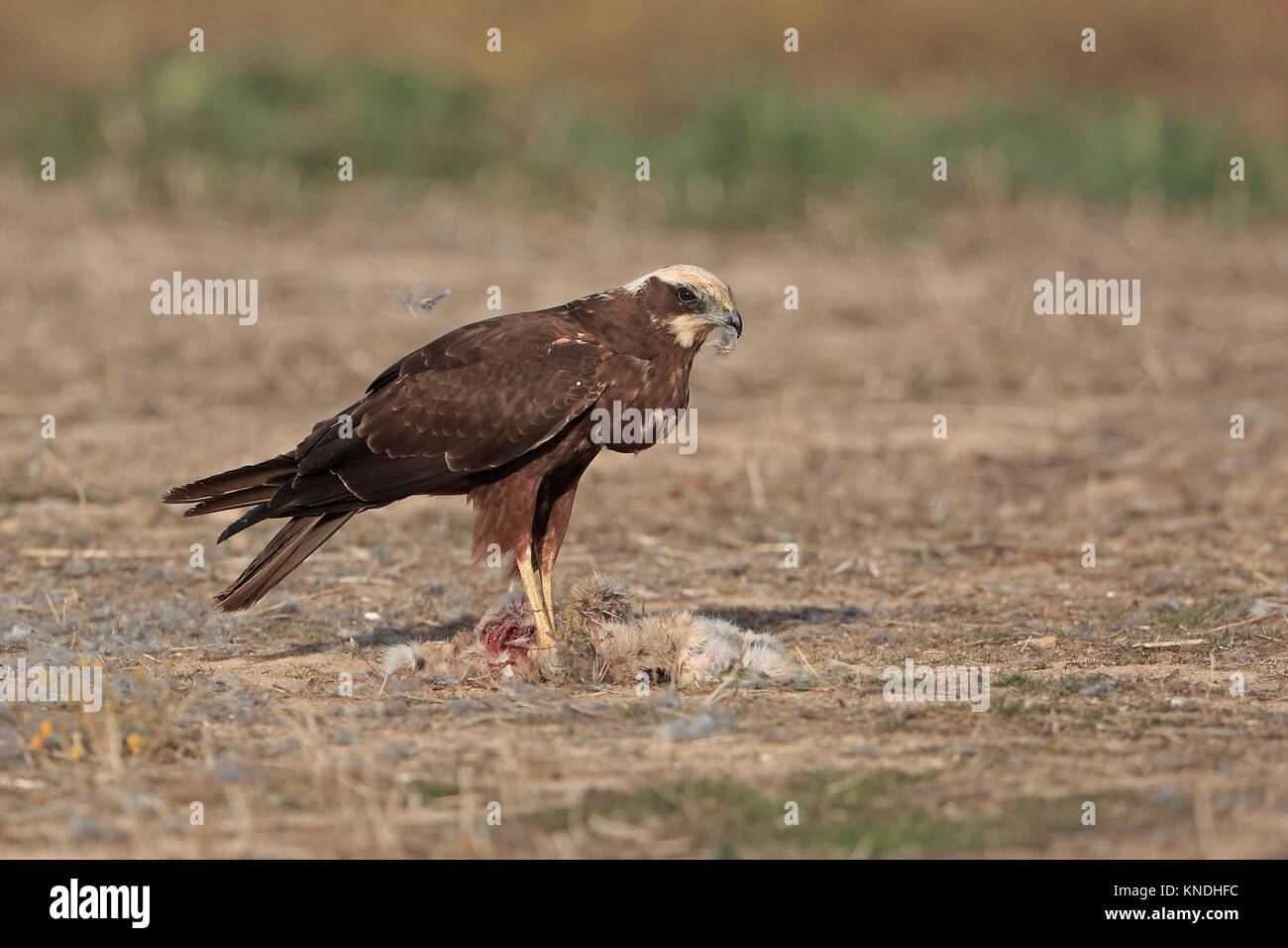 Female marsh harrier hi-res stock photography and images - Alamy