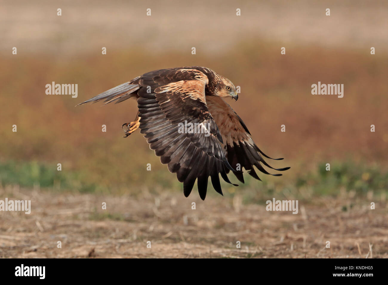 Immature Male Marsh Harrier in flight in Spain Stock Photo - Alamy