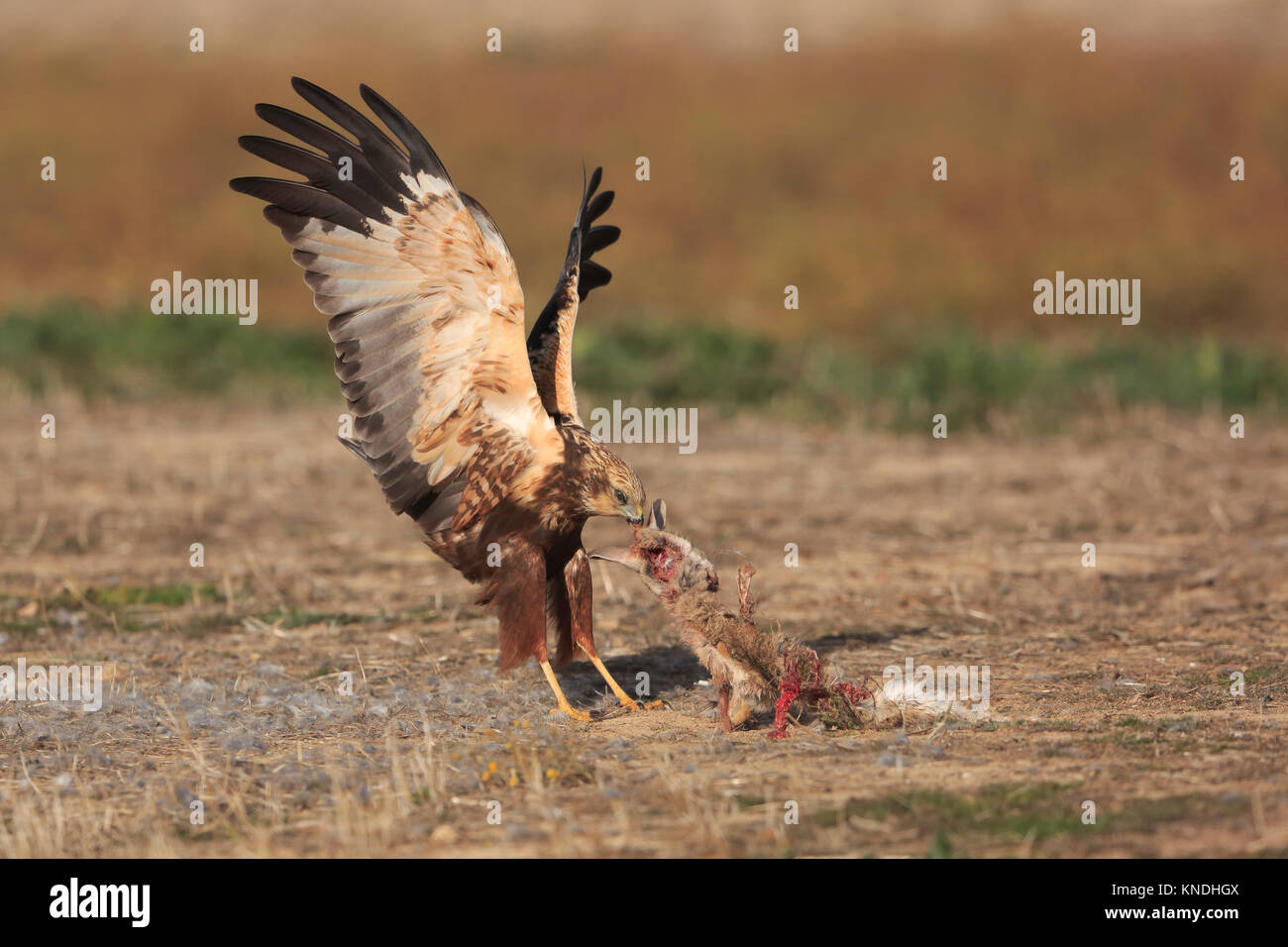 Immature Male Marsh Harrier on a rabbit in Spain Stock Photo - Alamy