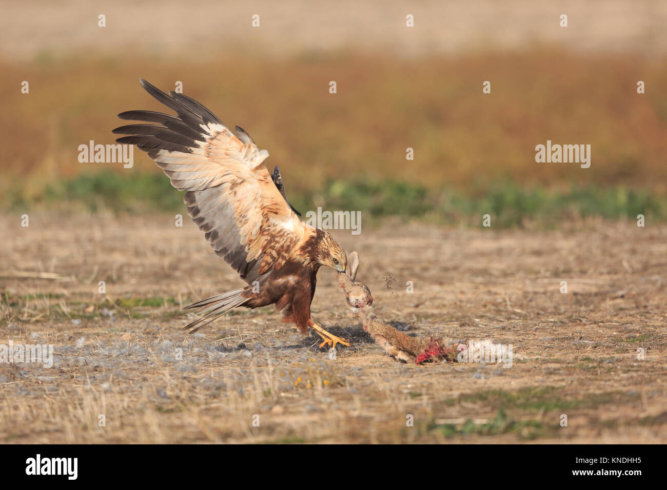 Immature Male Marsh Harrier on a rabbit in Spain Stock Photo - Alamy
